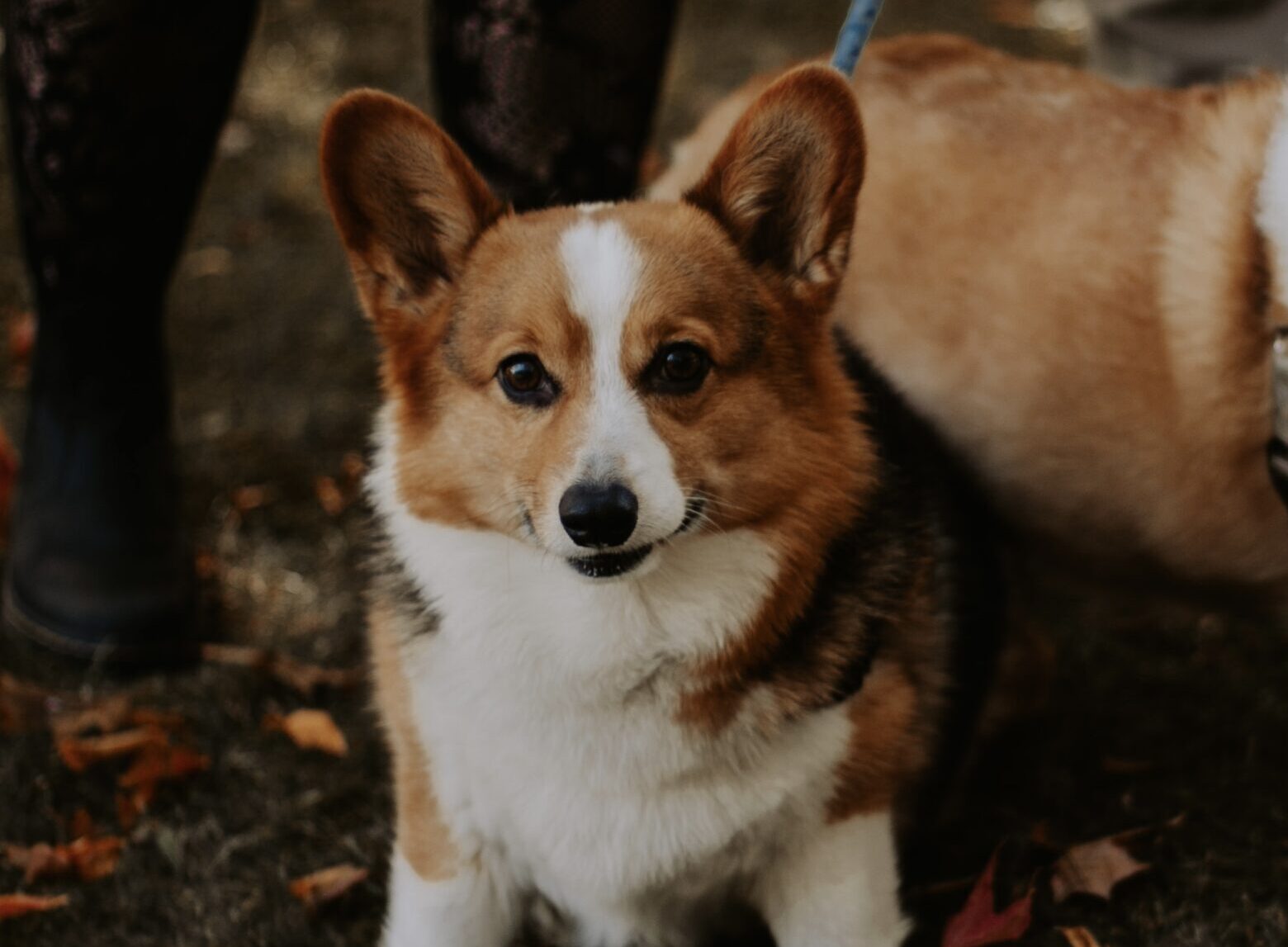 Trinity Health Arena will go to the dogs on Friday when Lumberjacks ...